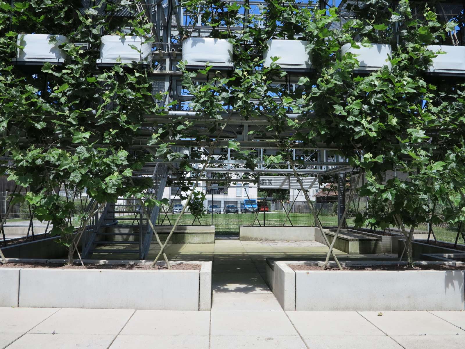 Plane Tree Cube · OLA Office for Living Architecture