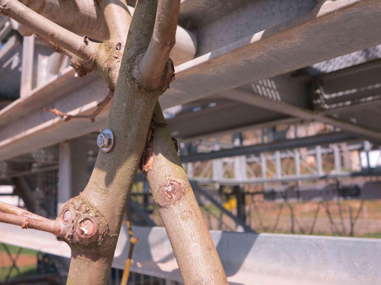 Plane Tree Cube · OLA Office for Living Architecture