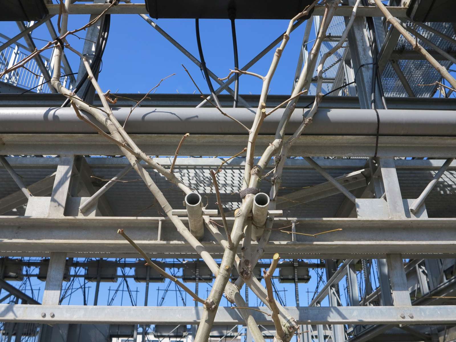 Plane Tree Cube · OLA Office for Living Architecture