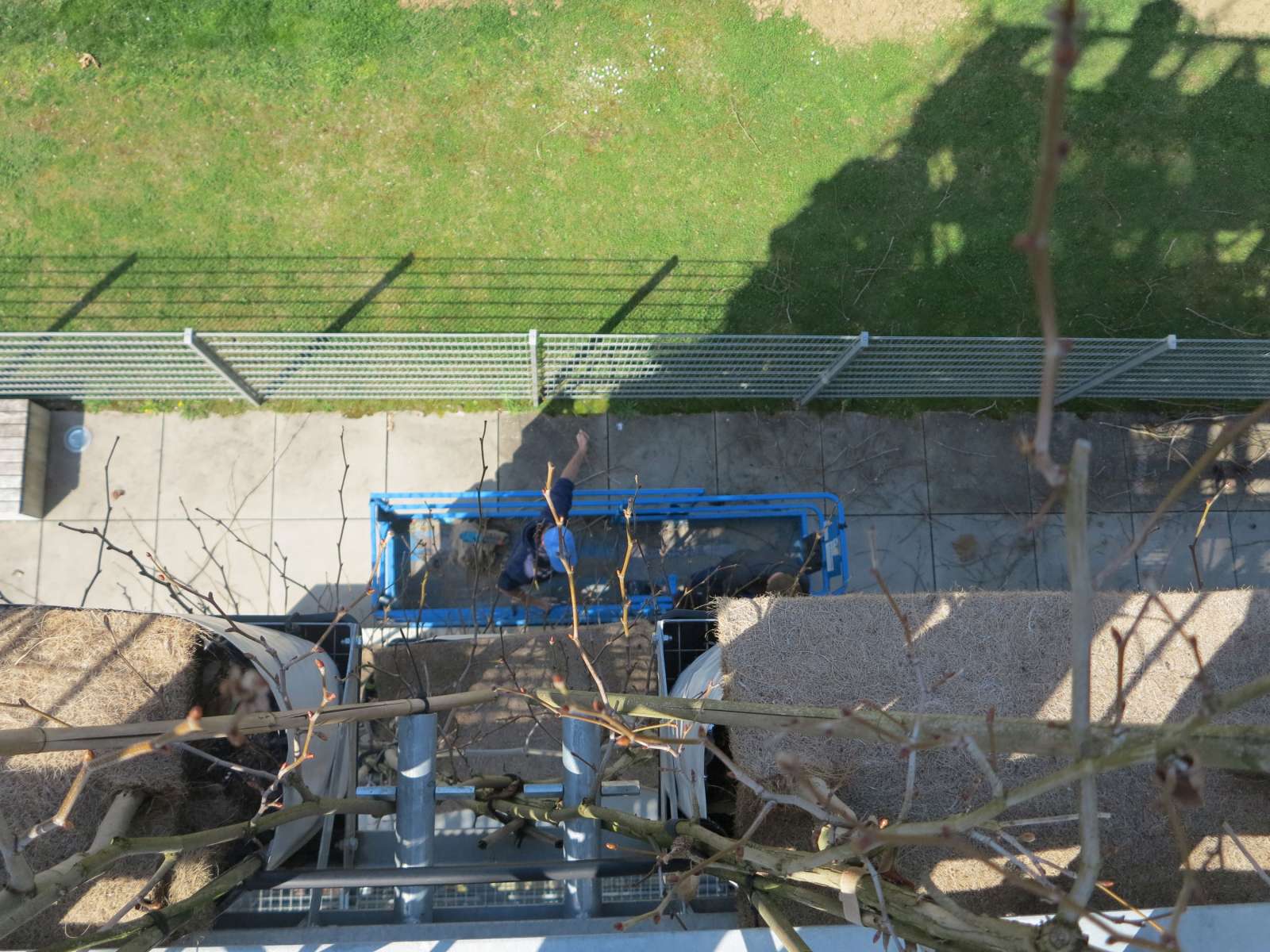 Plane Tree Cube · OLA Office for Living Architecture