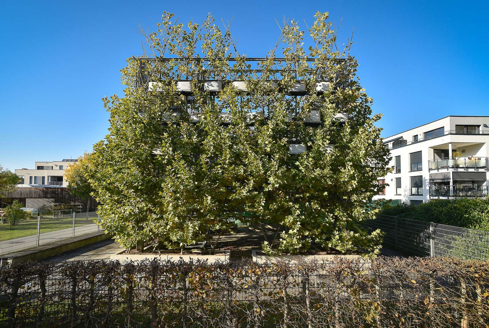 Plane Tree Cube · OLA Office for Living Architecture