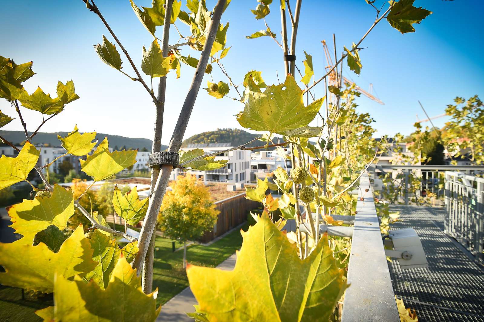 Plane Tree Cube · OLA Office for Living Architecture