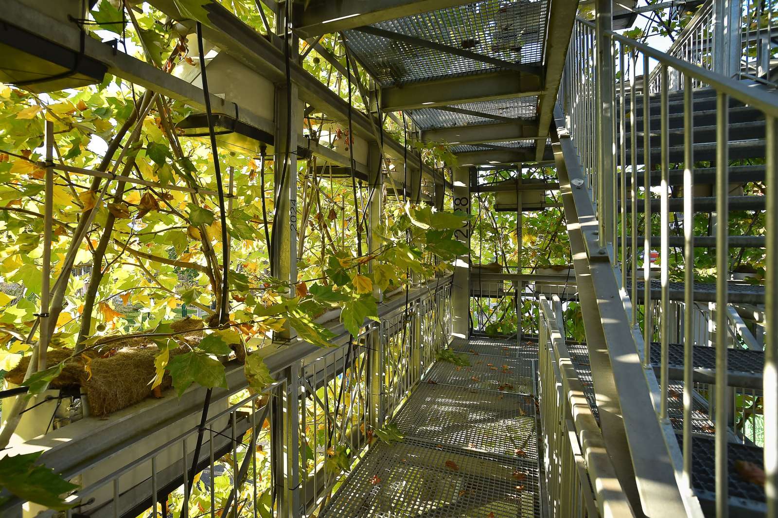 Plane Tree Cube · OLA Office for Living Architecture