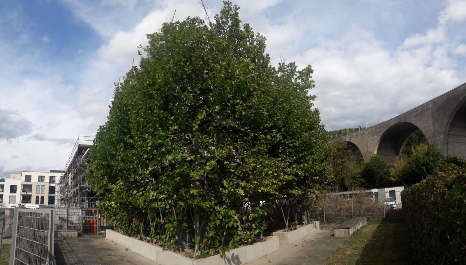 Plane Tree Cube · OLA Office for Living Architecture