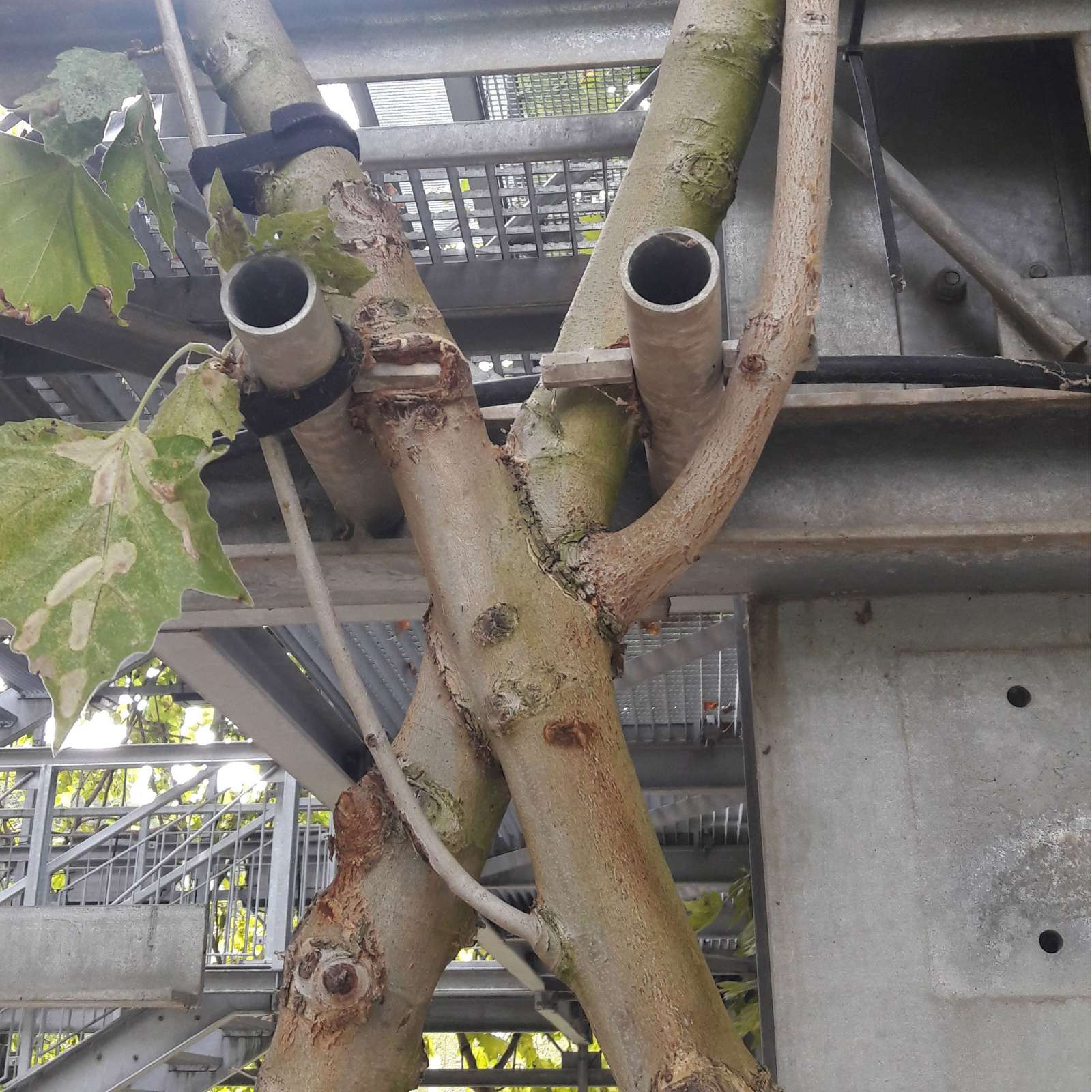 Plane Tree Cube · OLA Office for Living Architecture