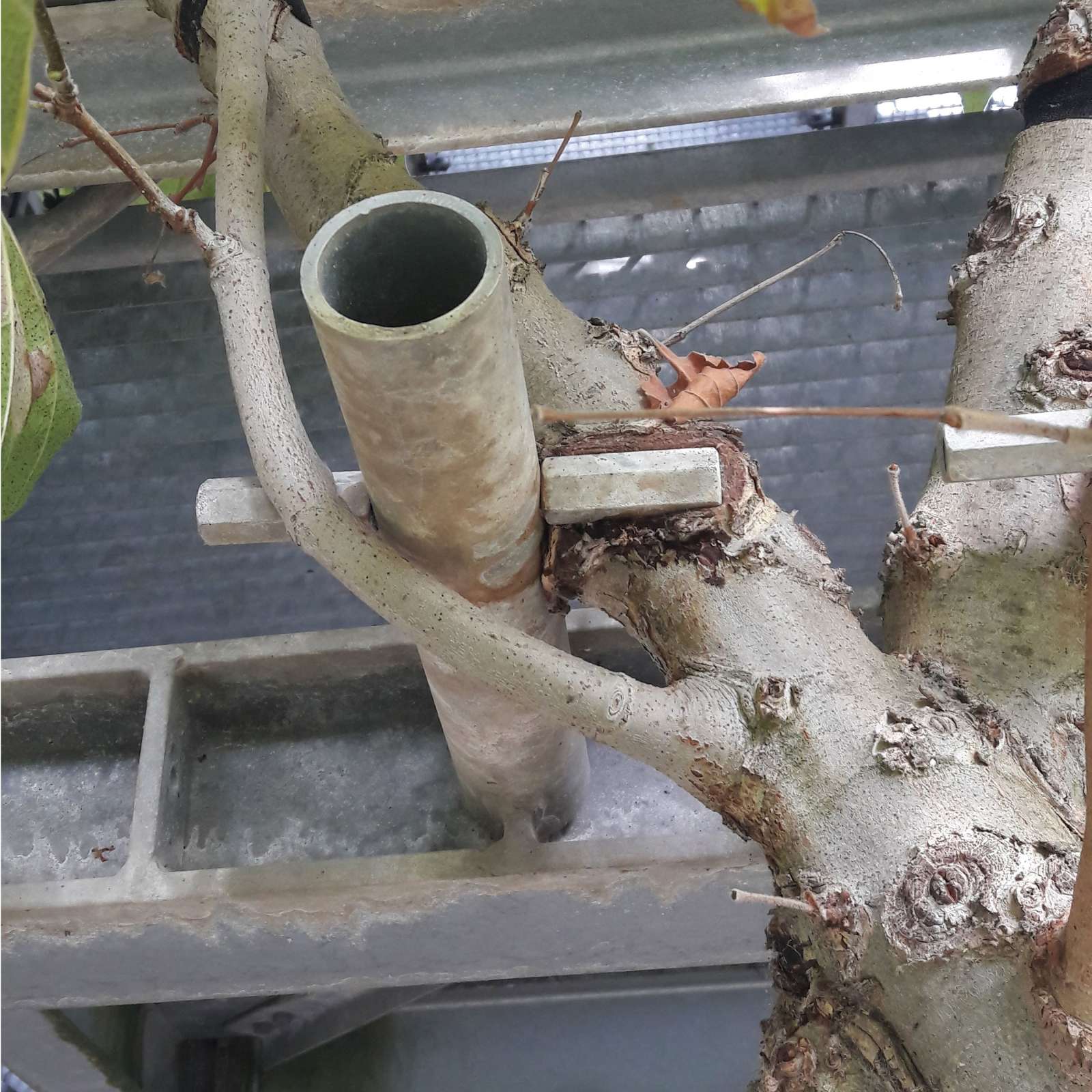 Plane Tree Cube · OLA Office for Living Architecture